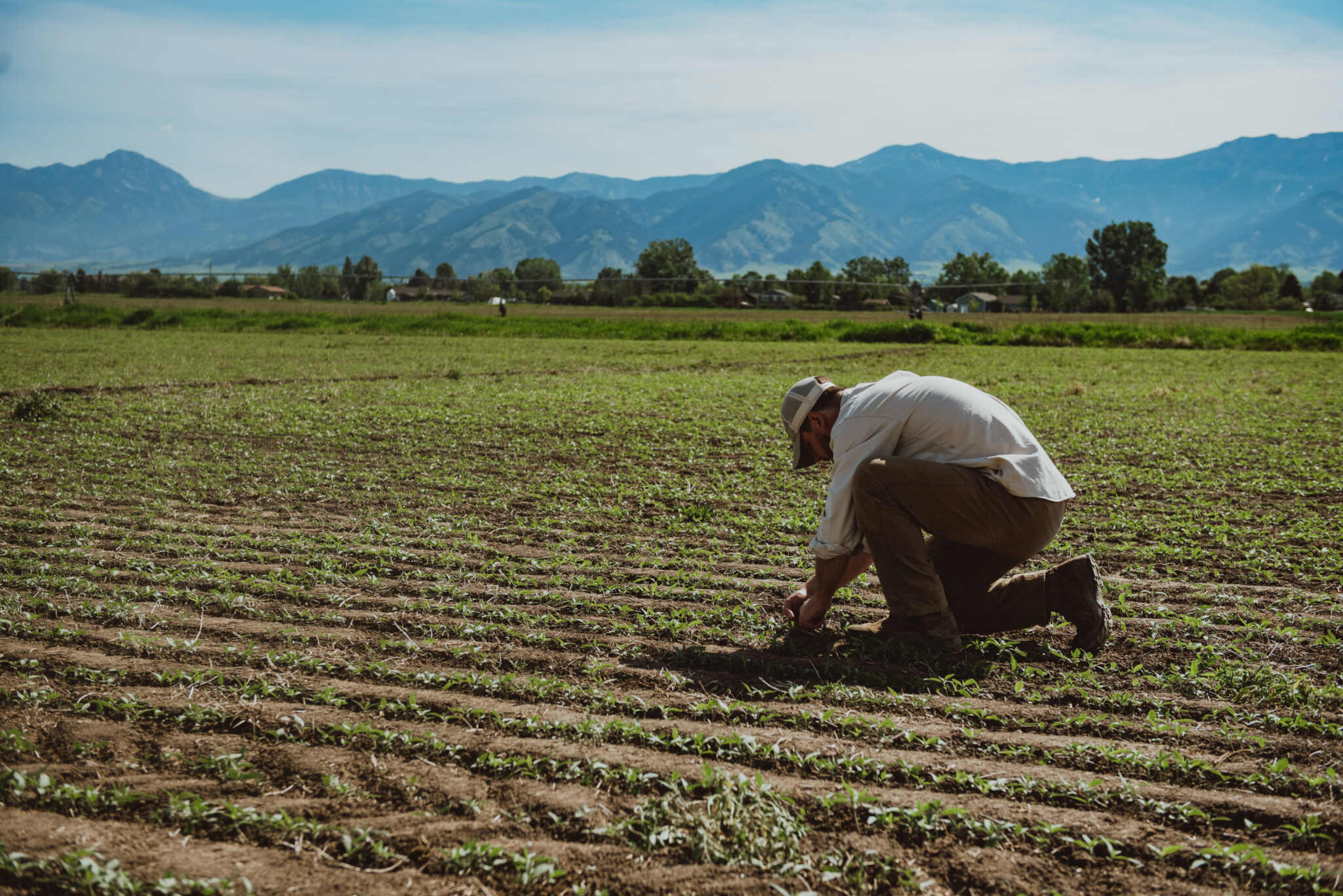 IND HEMP – – FOOD | FEED | FIBER | PLANET