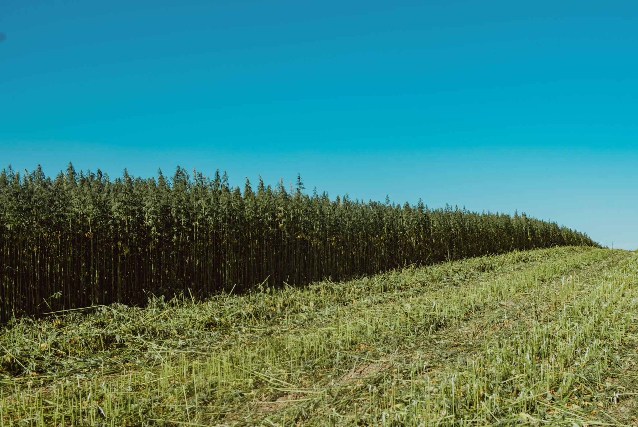 Montana leads the nation in hemp production. - IND HEMP