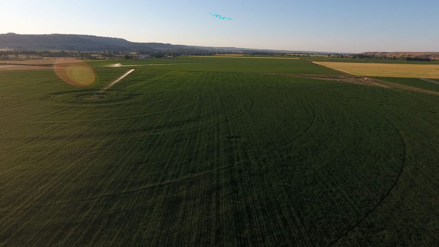 IND HEMP - – FOOD | FEED | FIBER | PLANET