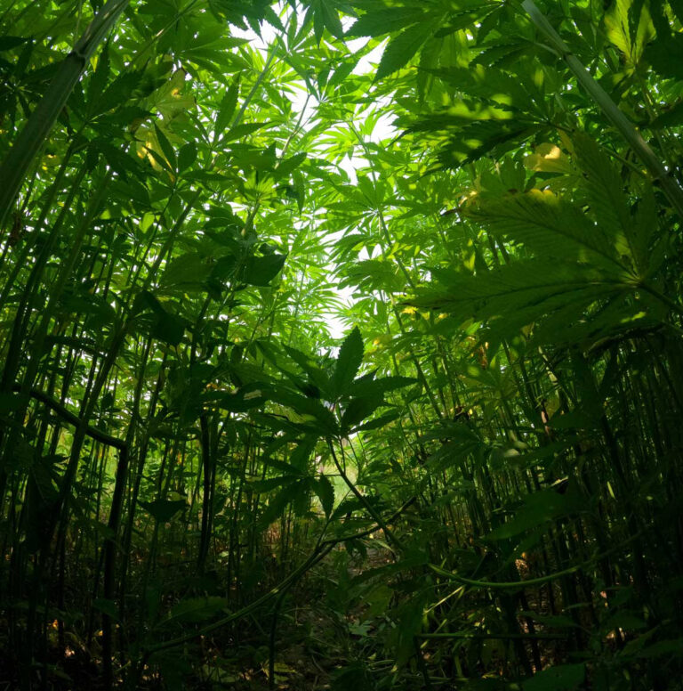 IND HEMP - – FOOD | FEED | FIBER | PLANET